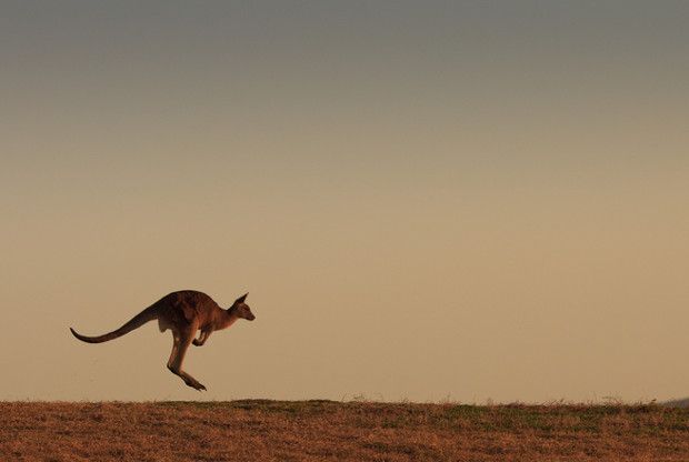 Kangaroo Express hops into North Carolina captive | Captive International